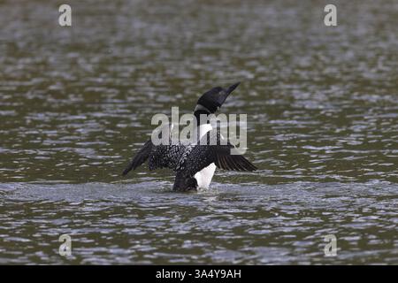 A common loon's backside with flapping wings on Fernan Lake in North ...