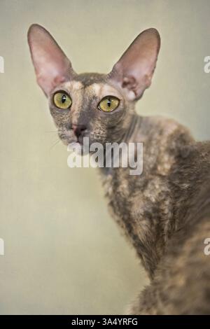 Head of a Tortoiseshell Cornish Rex cat, looking at camera Stock Photo ...