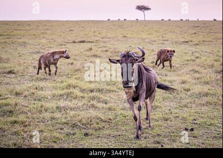 blue wildebeest and hyenas Stock Photo - Alamy