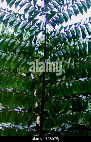 fern leaves in different shapes Stock Photo - Alamy