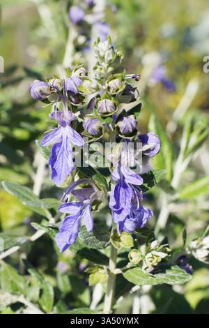 Germander Tree Germander, Shrub Germander Stock Photo - Alamy