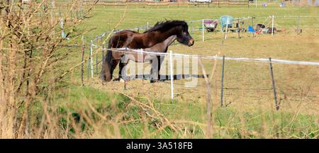 Exmoor type sturdy riding pony in a paddock - freshly clipped showing ...