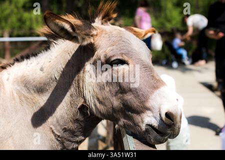 Beautiful animals and birds raised in captivity Stock Photo - Alamy