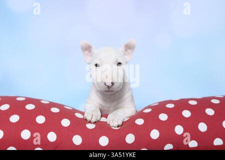 Miniature Bull Terrier Puppy Stock Photo - Alamy