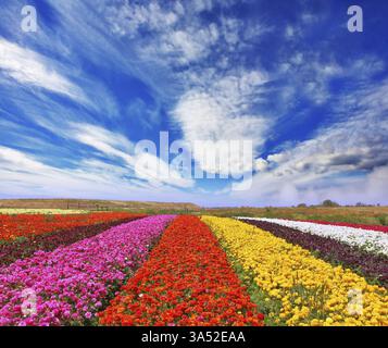 Multi-colored garden buttercups bloom in fields in southern Israel ...