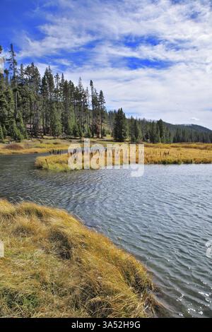 Plain, superficial stream and yellow autumn grass in park Yellowstone ...