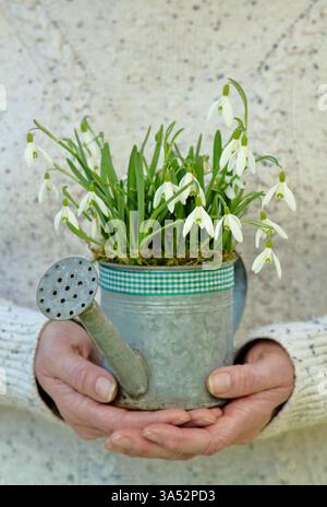 winter display of snowdrops, galanthus nivalis, and magenta cyclamen ...