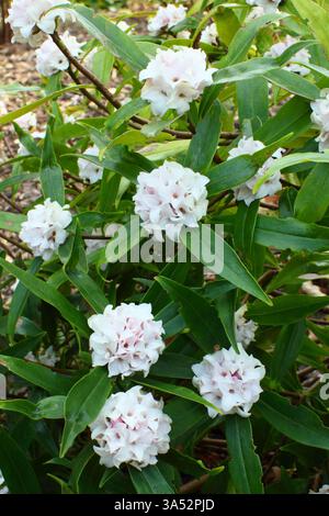 Perfume princess daphne Stock Photo - Alamy