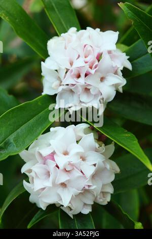 Daphne Perfume Princess. Daphne odora 'Perfume Princess'. Highly ...
