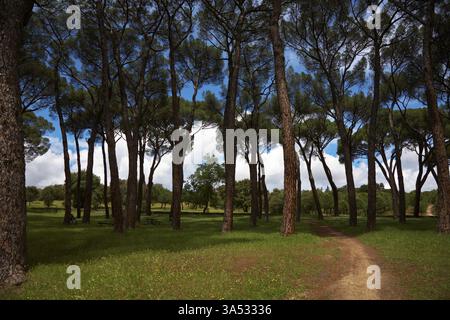 Walk in magnificent suburban park of Madrid in warm spring day Stock ...