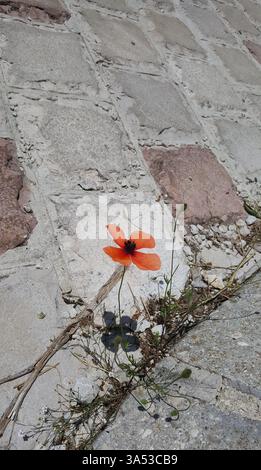 Red Poppy Flower Growing through Concrete Paving Slabs on Street Stock ...