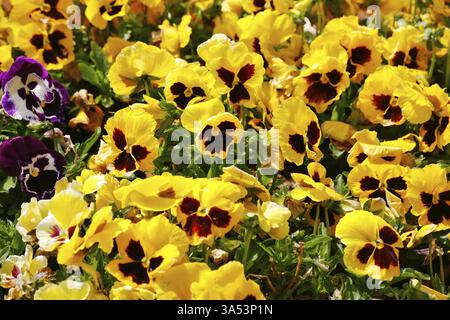 Charming field flowers pansies on the dim background Stock Photo - Alamy