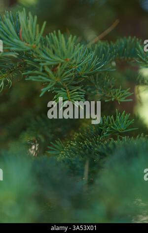 Macro image of pine needles in Farigaig Forest Stock Photo - Alamy