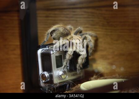 A Tarantula Spider in an Enclosure Stock Photo - Alamy