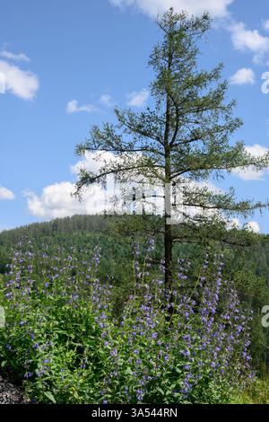 Lonely tree in mountains. Altai Russia Stock Photo - Alamy