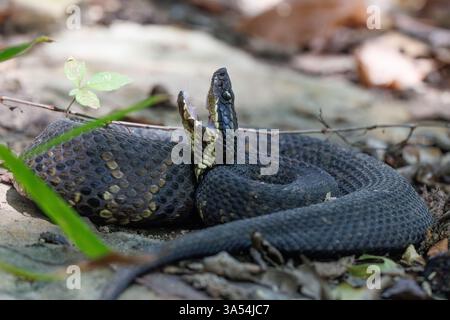 Northern Cottonmouth, USA Stock Photo - Alamy