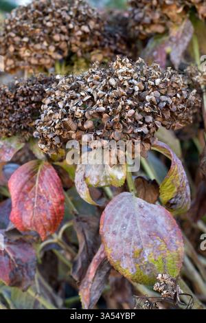 Brown hydrangea leaves and flower in winter, covered with sparkling ice ...