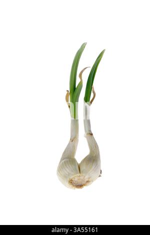 Germination of garlic cut in on a white background, close-up pictures ...