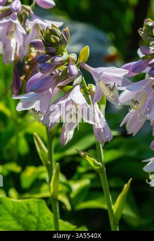 Hosta flowers close up are very delicate and beautiful Stock Photo - Alamy