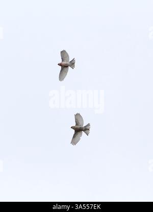 Male and female Common Redpoll, Acanthis Flammea, fighting on feeding ...