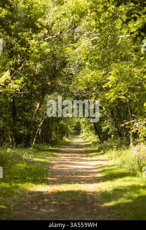 Perspective of a walking path surrounded by trees Stock Photo - Alamy