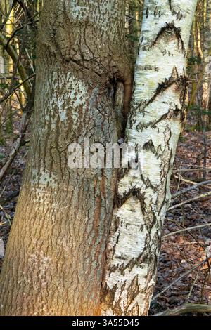 Natural growth forest, downy birch (Betula pubescens). Valley ...