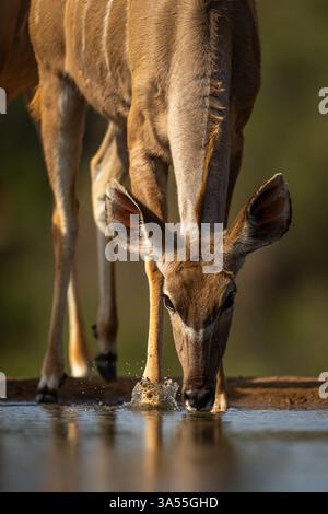 Female greater kudu stands drinking at waterhole Stock Photo - Alamy