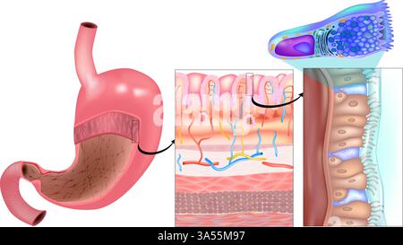Human Stomach Wall Layers and Surface Mucous Cells. Medical ...