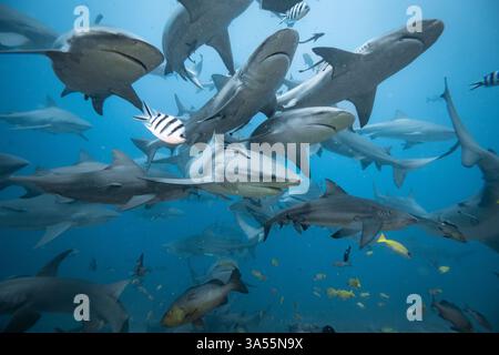Bull Sharks schooling above coral reef Stock Photo - Alamy
