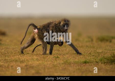 Mother baboon carrying her baby on her back, Masai Mara, Kenya Stock ...