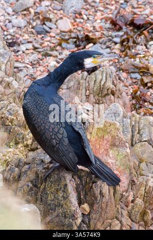 Shag; Phalacrocorax aristotelis; Shetland; UK Stock Photo - Alamy