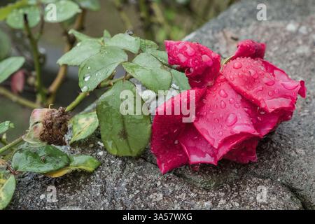 Dropped rose flower in the pouring rain Stock Photo - Alamy