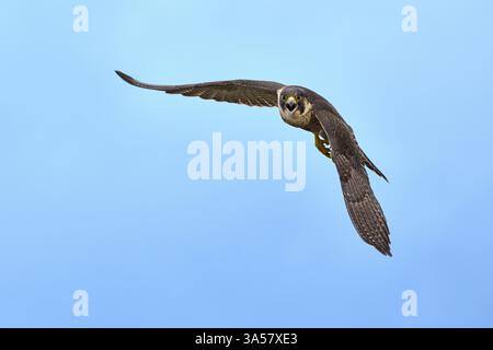 Falcon with open beak, screaming, side view with blurred green ...