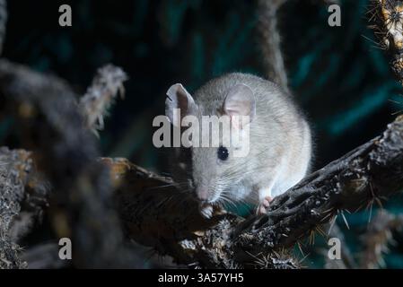 White-throated Woodrat, Socorro county, New Mexico, USA Stock Photo - Alamy