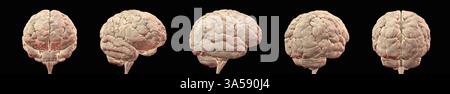 Illustration of the human brain shown from different angles Stock Photo ...