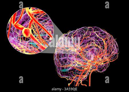 CEREBRAL ARTERY, ILLUSTRATION Stock Photo - Alamy