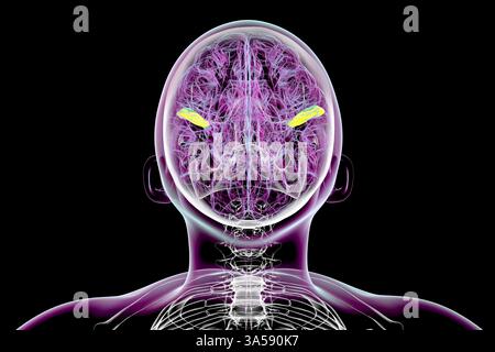 Illustration of the human brain with the transverse temporal gyri ...