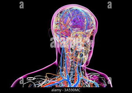 Illustration of the vascular system of the brain, showing the arteries (orange) and veins (blue ...