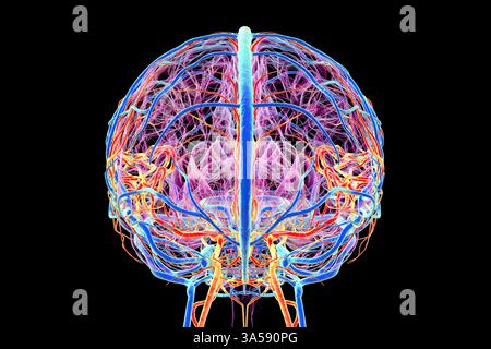 Illustration of the vascular system of the brain, showing the arteries ...