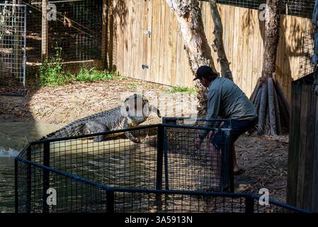 Crocodile chasing its handler with its mouth open Stock Photo - Alamy