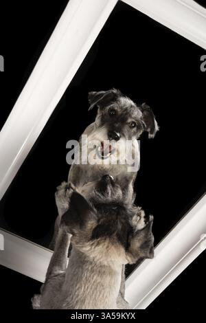 Back view of Schnauzer dog sitting isolated over white background ...
