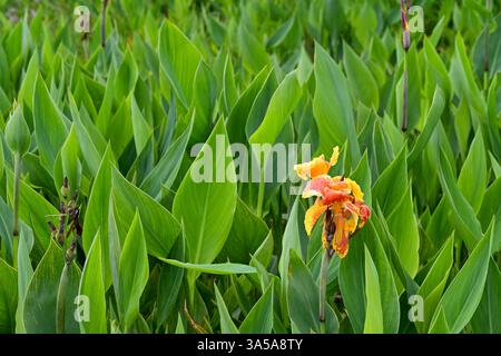 Lush Canna Lily Fields. A Natural View in Yilan Stock Photo - Alamy