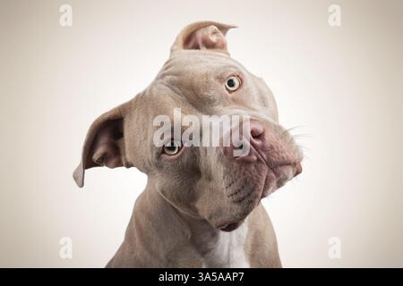 male American Pocket Bully Stock Photo - Alamy