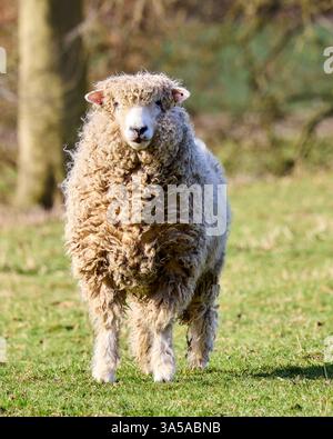The Lincoln Longwool sheep is a large, dual-purpose breed known for its ...