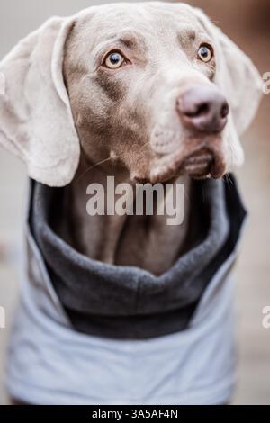 Portrait of Weimaraner dog wearing clothes of Victorian style Stock ...