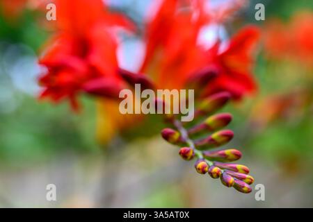 Macro photo of Crocosmia Lucifer funnel-shaped flowers and buds against ...
