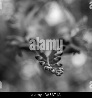 Black and white macro photo of Crocosmia Lucifer flower buds against a ...