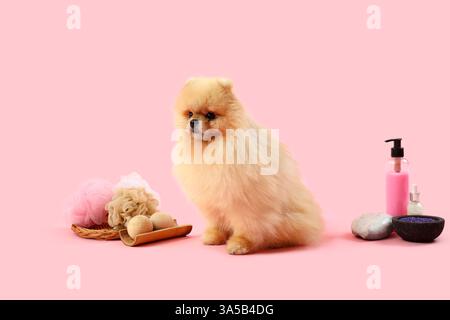 Cute Pomeranian dog with spa accessories on pink background Stock Photo ...