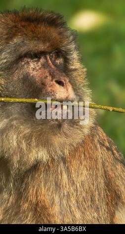 A closeup shot of a fluffy macaque on the light-grown background Stock ...