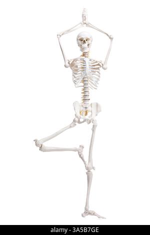 Artificial human skeleton model isolated on white Stock Photo - Alamy